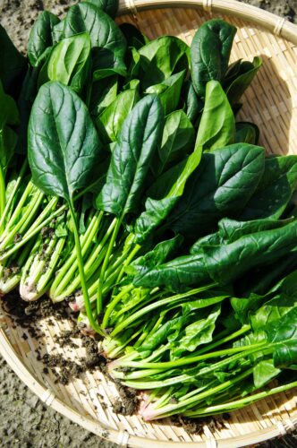 PRAIRIE FARE: Gardens grow more than vegetables | News, Sports, Jobs ...
